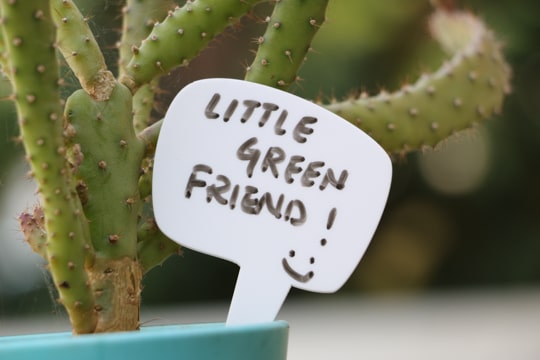 Little Green Box | Best Birthday, Friendship Day, Just like that, New ...