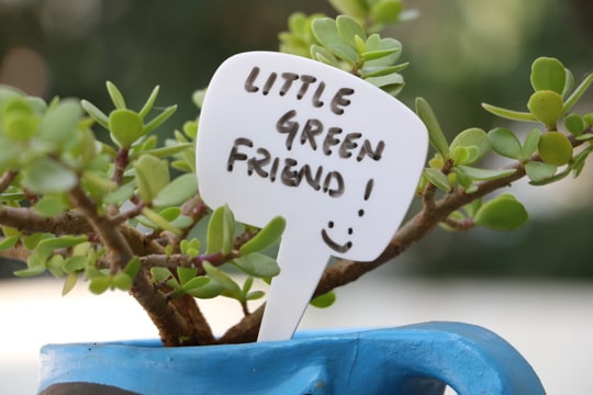 Little Green Box | Best Birthday, Friendship Day, Just like that, New ...
